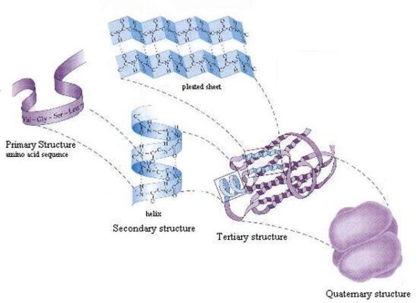 Fact & fancy on Protein: Soy, Rice, and Whey - PIH
